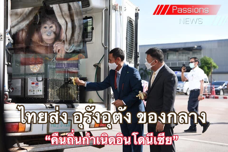 ส่งคืนอุรังอุตัง "นาตาลี – อุ๋งอิ๋ง" กลับอินโดนีเซีย - Passions NEWS